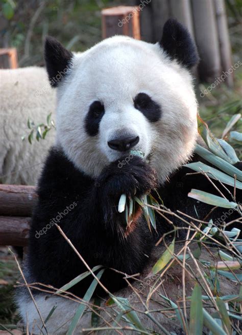 Pandas En La Reserva Chengdu Panda Base De Investigaci N Chengdu De