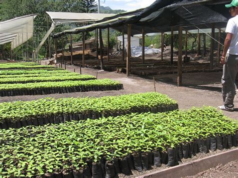 Qué se necesita para hacer un vivero forestal 5 elementos esenciales