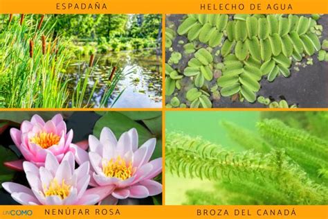 PLANTAS ACUÁTICAS 50 nombres y sus tipos Con imágenes