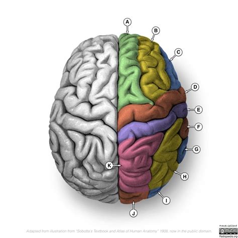 Lobes And Fissures Of The Brain