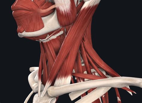 Anterolateral Neck Muscles Platysma Hidden Diagram Quizlet