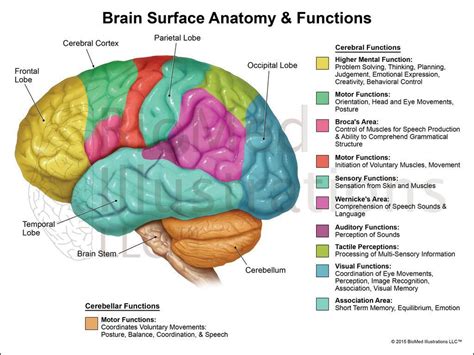 Side View Of Brain Labeled Best Of Brain Functions Lateral View