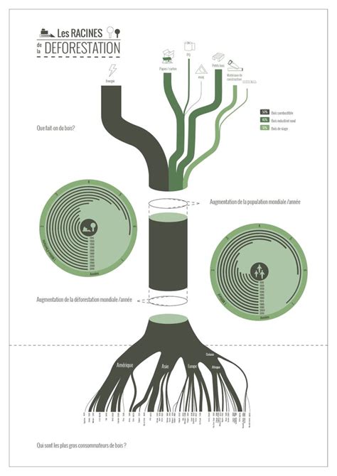 An Info Sheet Showing The Different Parts Of A Tree And How It S Roots