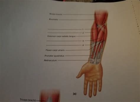 Lab Practical 3 Muscles Of The Posterior Forearm Diagram Quizlet