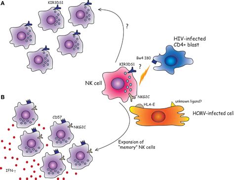 Frontiers Activating KIRs And NKG2C In Viral Infections Toward NK