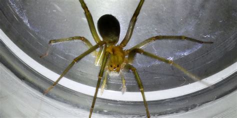 Cómo reconocer la araña violinista y qué hacer si te pica