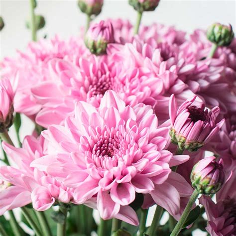 Schnittblumen 1A Blumen Lange Florale Inspirationen In Hildesheim