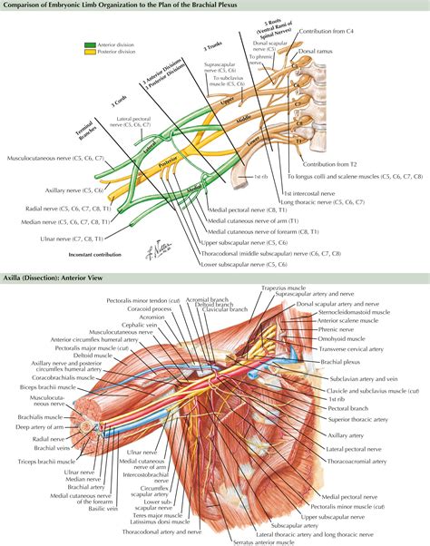 Brachial And Lumbosacral Plexopathies Clinical Tree