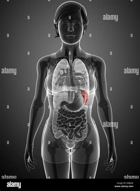 Organos abdominales femeninos vejiga fotografías e imágenes de alta