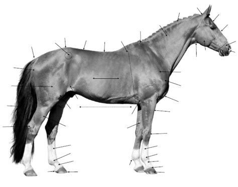 Equine Anatomy Diagram Quizlet