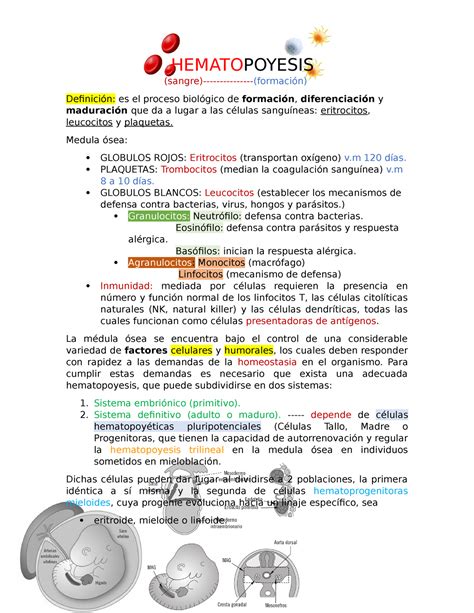 Formacion Y Clasificacion Hematopoyesis Sangre Formaci N