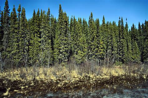 Vegetation Regions Plain Language Summary The Canadian Encyclopedia