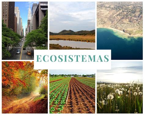 15 Ejemplos De Ecosistemas Naturales Y Artificiales Images Porn Sex