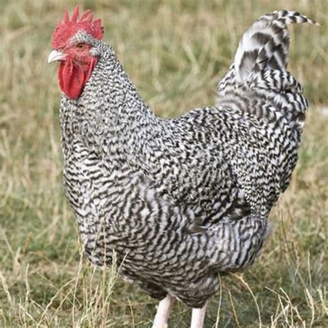 Grande variété de poules pondeuses prêtes à pondre Ferme de Parigny