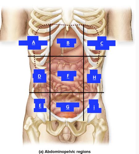 Abdominopelvic Regions And Quadrants Flashcards Quizlet