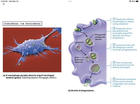 Immune System Flashcards Quizlet