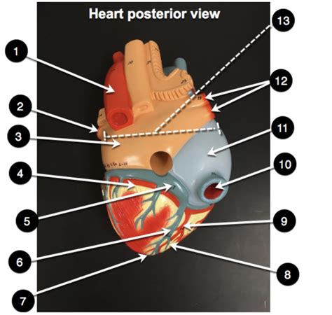 Heart Posterior View Diagram Quizlet