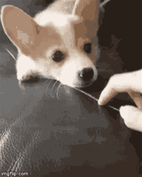 Boop Boop Discover Share Gifs