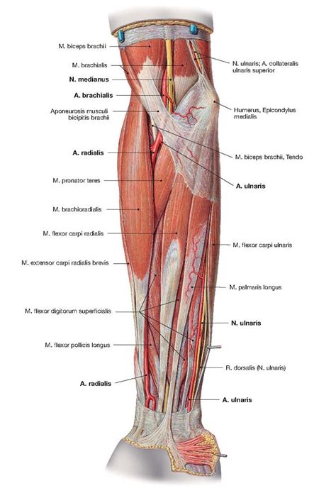 VESSELS AND NERVES OF THE FOREARM ANATOMY Forearm Anatomy Nerve