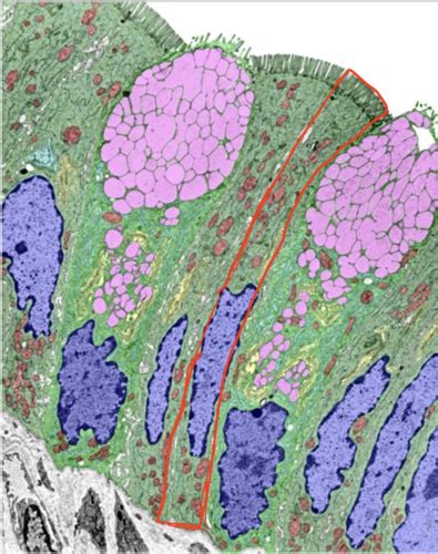 Histology Intestines Flashcards Quizlet