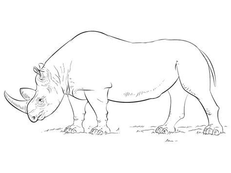 Desenhos De Rinoceronte Normal Para Colorir E Imprimir