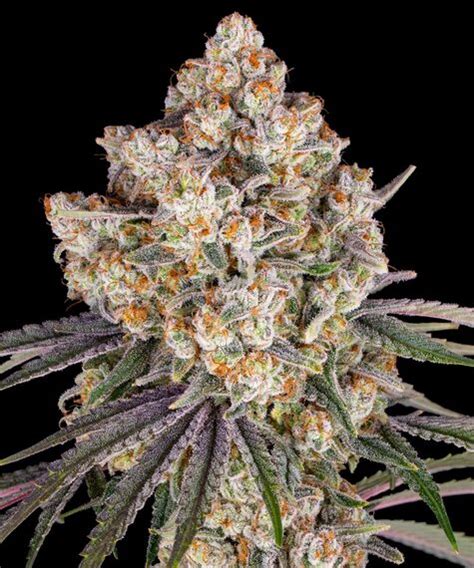 ICE CREAM CAKE BARNEYS FARM Sementes De Cannabis