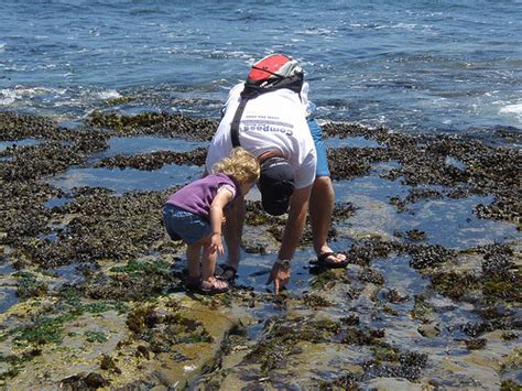 Shapes In Tide Pools Flashcards Quizlet
