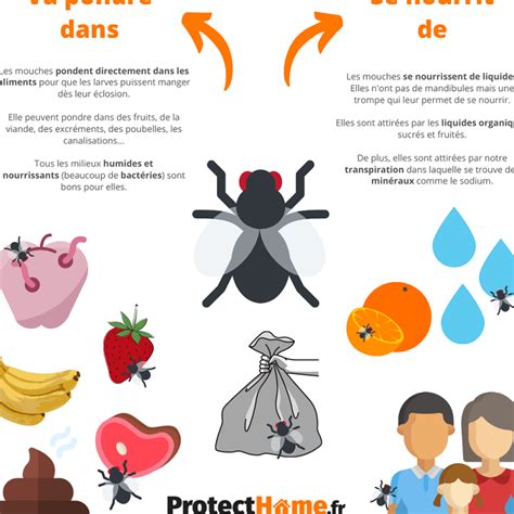 Comment se débarrasser des crottes de martre Guide anti nuisibles