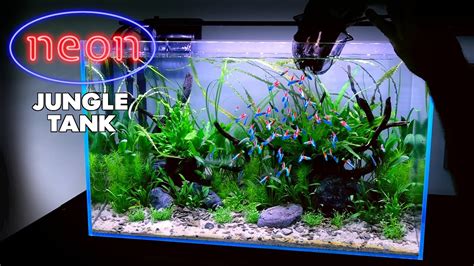 Neon Tetra Tank Setup