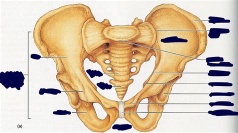 Pelvis Anatomy Diagram Quizlet