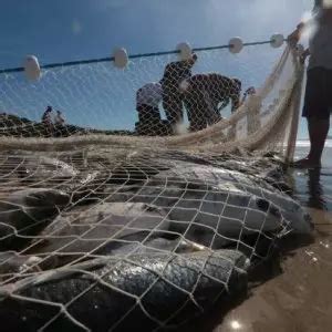 Pesca da tainha em 2023 está suspensa entenda o motivo