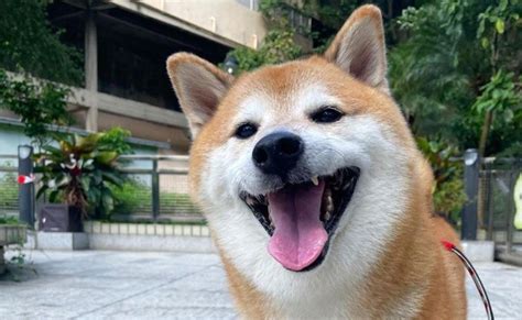 Muere el famoso perrito que conquistó las redes sociales con sus