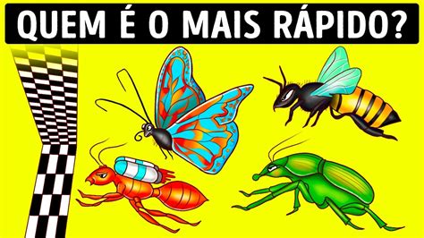 Quem é o inseto mais rápido do mundo outros fatos divertidos YouTube