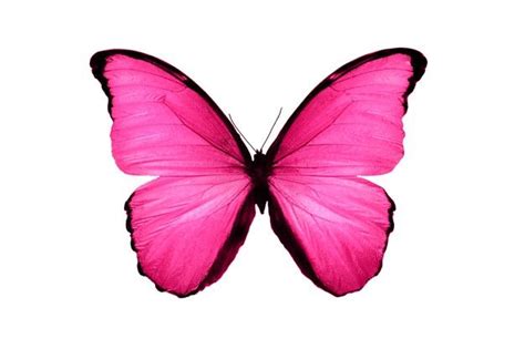 Linda Borboleta Rosa Isolada No Fundo Branco Foto Premium Borboleta