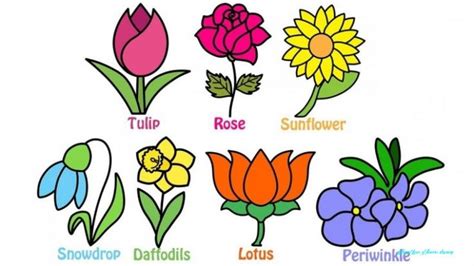 Why Is Everyone Talking About Different Types Of Flowers Drawing