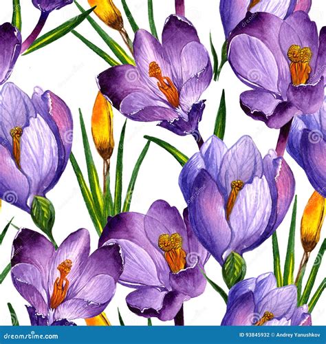 Modello Di Fiore Dei Croco Del Wildflower In Uno Stile Dell Acquerello