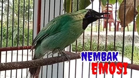 Cucak Ijo Gacor Bongkar Isian Pilihan Bagus Buat Pancingan Dan Masteran