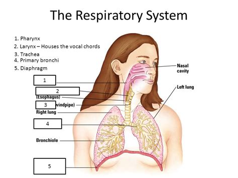 Respiratory System Vocal Cords