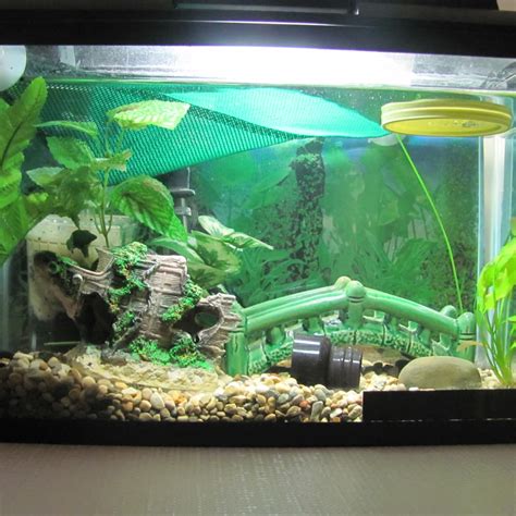 Awesome Fish Tank Setups