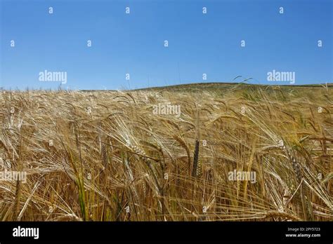 World Barley Production Barley Cultivation And Barley Harvest Barley