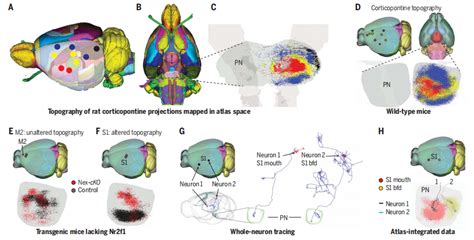 Science 图谱数据集成绘制大脑连接结构 知乎