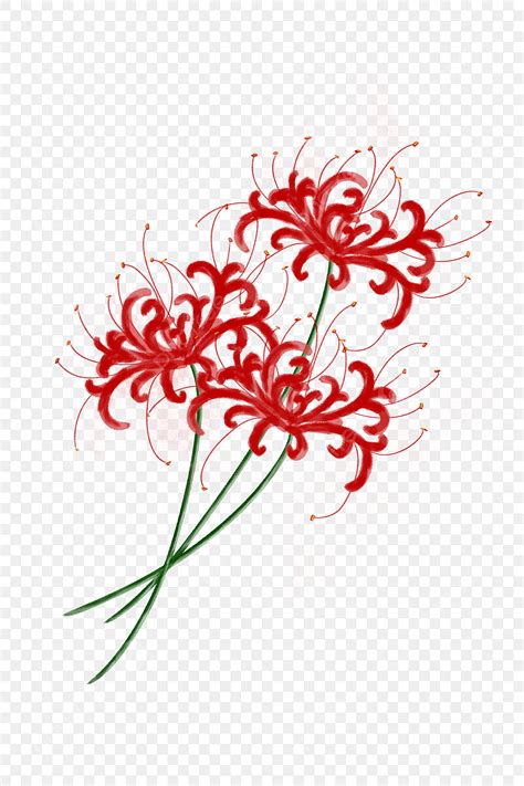 Update More Than 51 Spider Lily Tattoo In Cdgdbentre