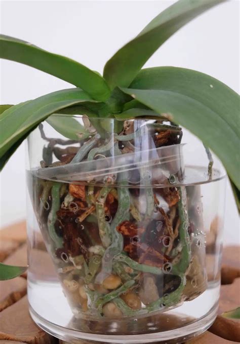 Wie gießt man eine Orchidee um ein gesundes Wachstum zu fördern und