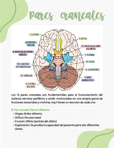 Pares Craneales Resumen Anatom A Pares Craneales Los Pares