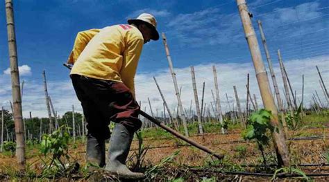 Envejecimiento poblacional en áreas rurales de México Total Sapiens