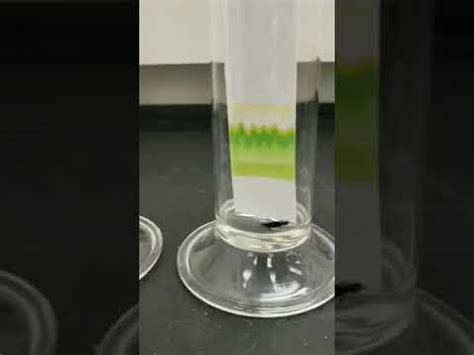 Separation And Identification Of Plant Pigments By Paper Chromatography