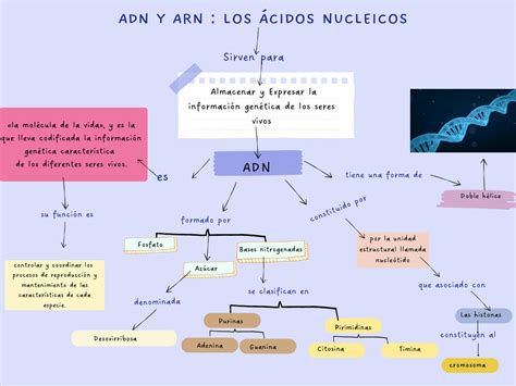 SOLUTION MAPA CONCEPTUAL ESTRUCTURA DEL ADN Y ARN Studypool