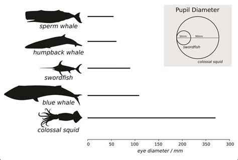 Colossal Squid Eye Size