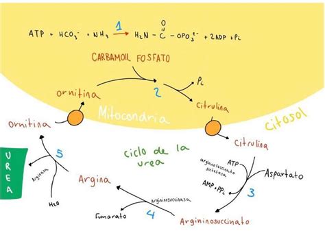Ciclo De La Rea Fatima Oyola Udocz