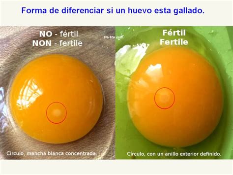 Imagen Imagen Como Saber Si Un Huevo Es Pollo O Gallina